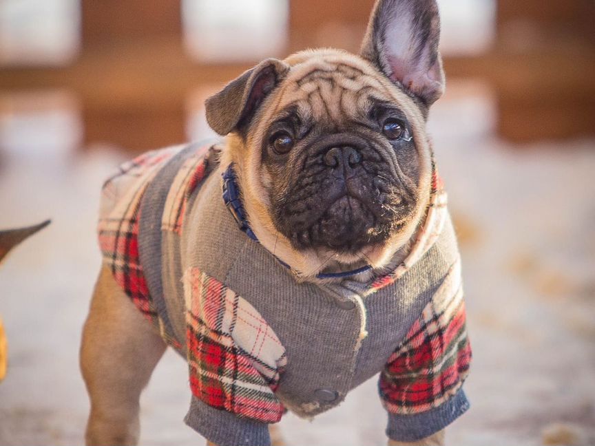 Французский бульдог