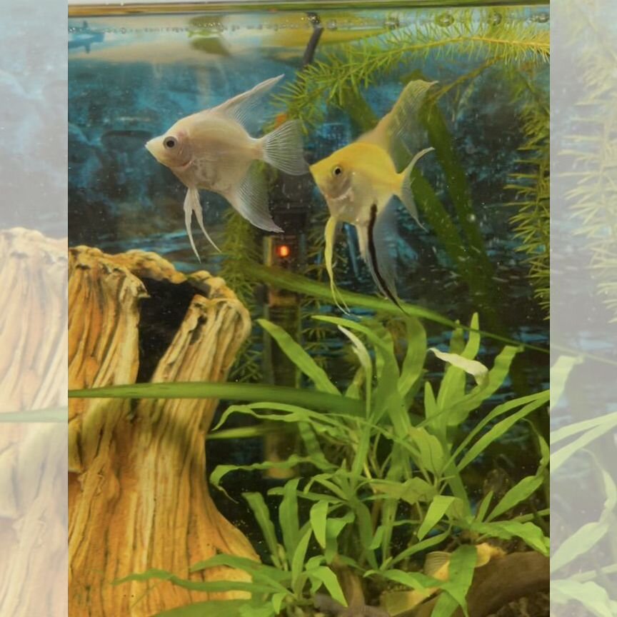 Скалярия отдам