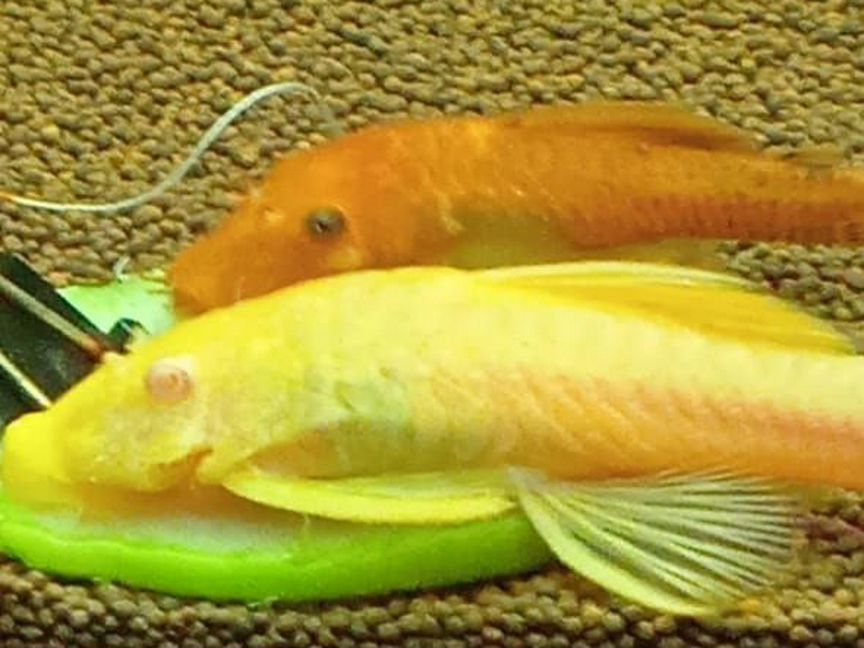 Анцитрус мальки