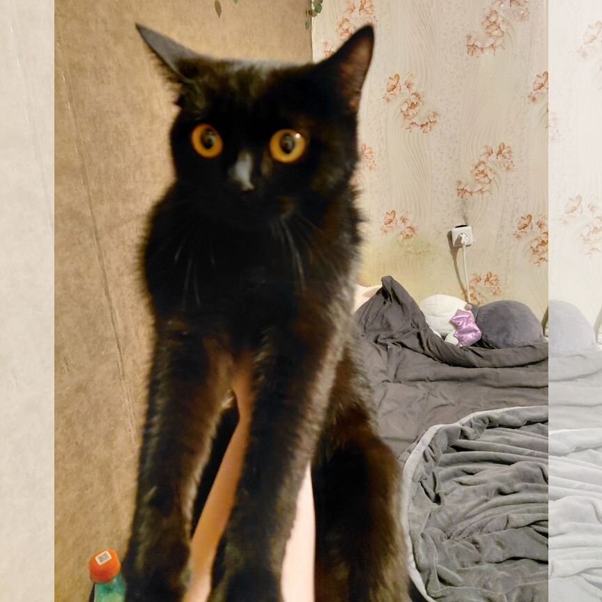 Взрослая, кошка в добрые руки