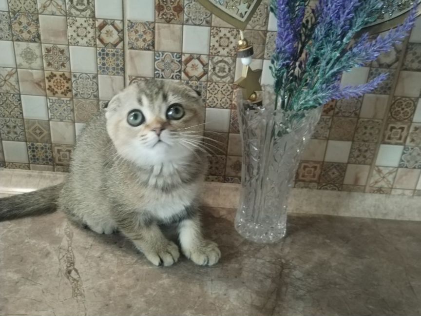 Кошечка Золотая шиншилла. Доставка