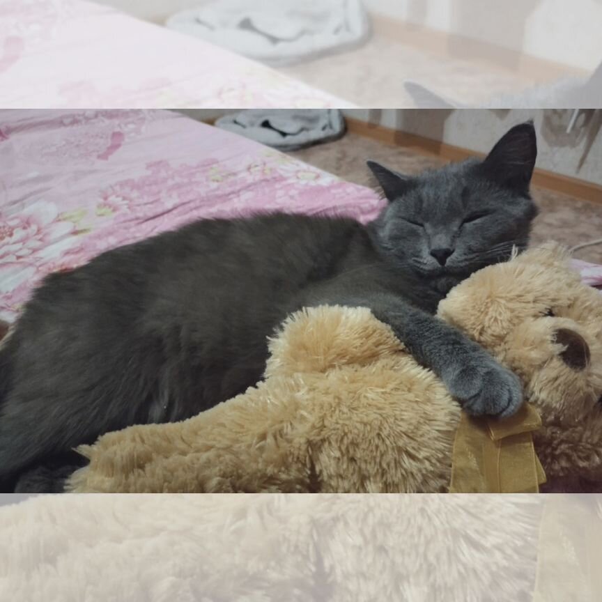 Отдаю кота
