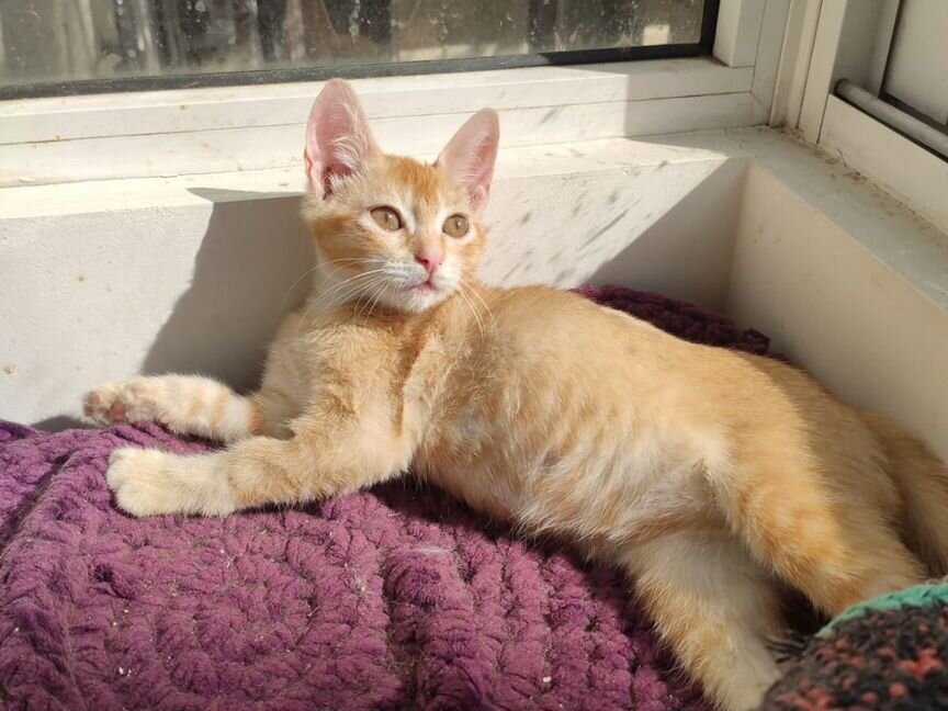 Карапуз- Рыжий активный котёнок. Бесплатно