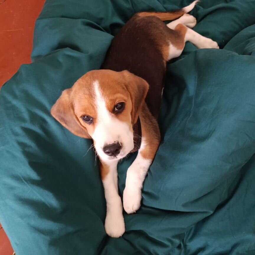 Бигль, щенок