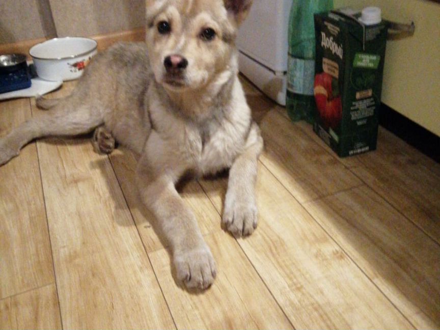 Щенок в добрые руки бесплатно