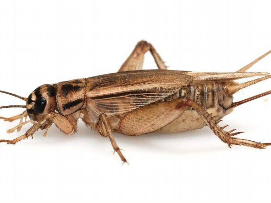 Сверчок кормовой свежемороженый (крупный)