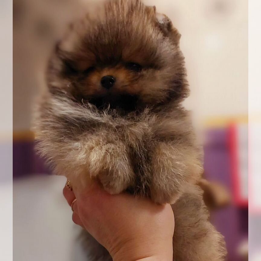 Померанский шпиц, щенок