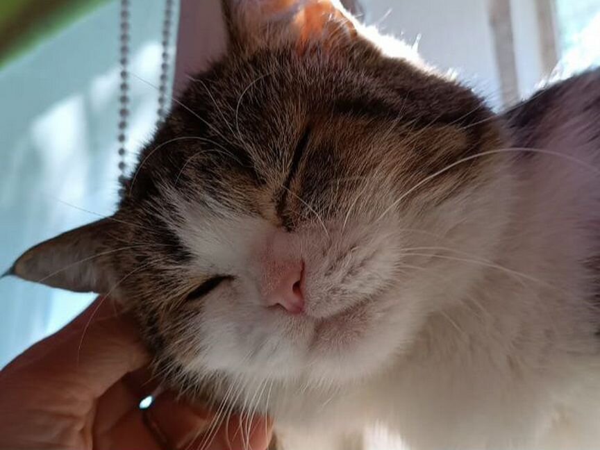 Кошка на окошке. Катюша. Очень ласковая. Стерильна