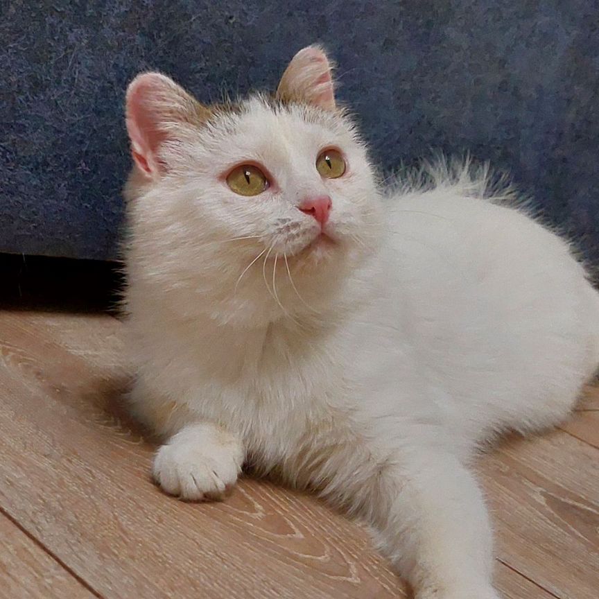 Зеленоглазая кошечка