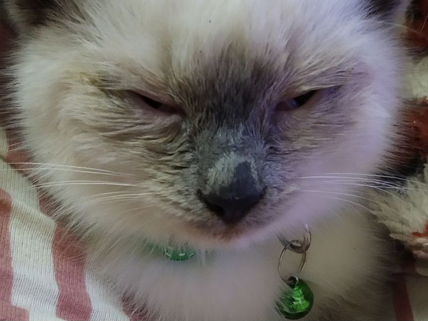 Котята в добрые руки бесплатно