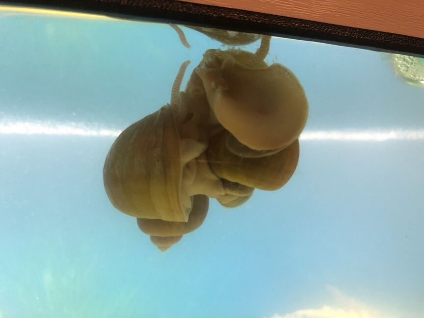 Улитки ампулярии (пара)