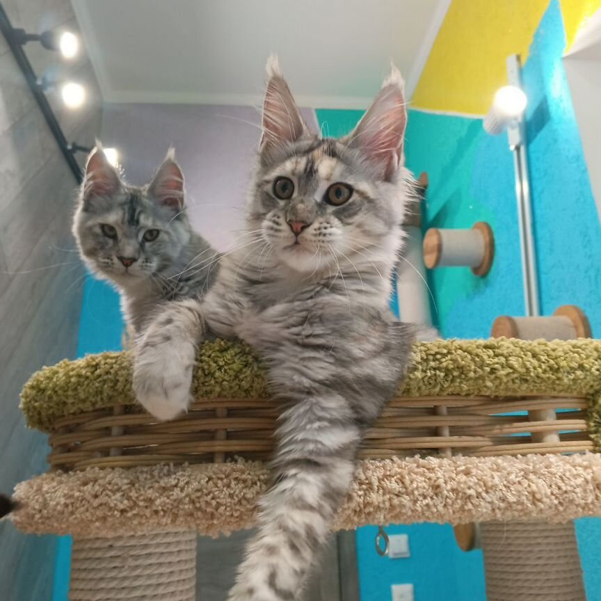 Шикарные котята мейн кун