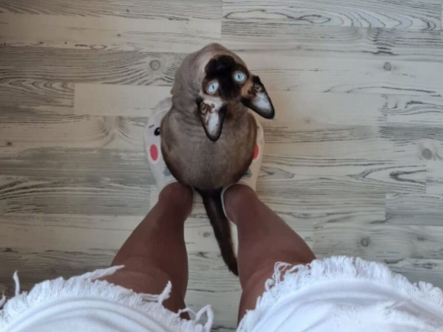 Кошечка сфинкс велюровый