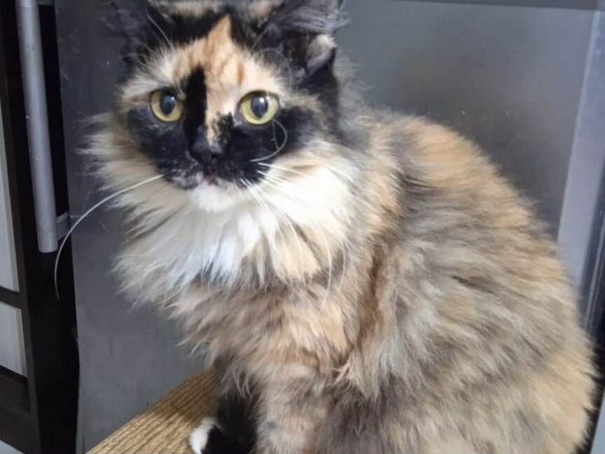 Кошке нужны хозяева