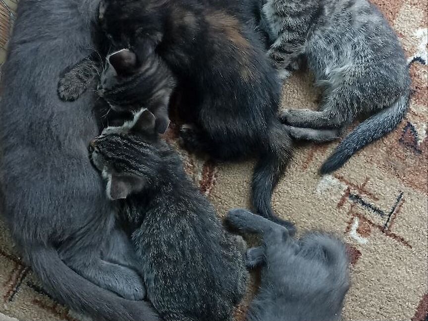 Котята в добрые руки бесплатно