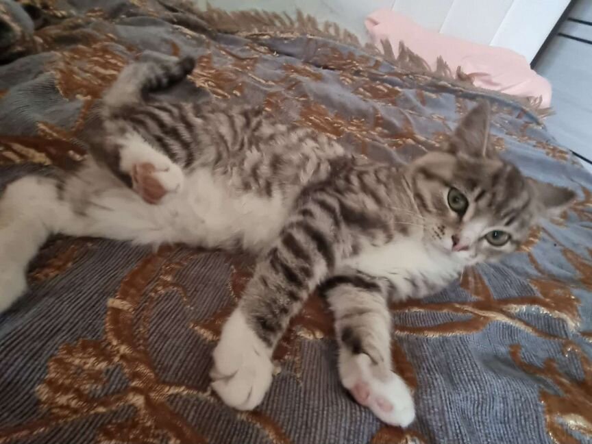 Котик приглашает на вязку
