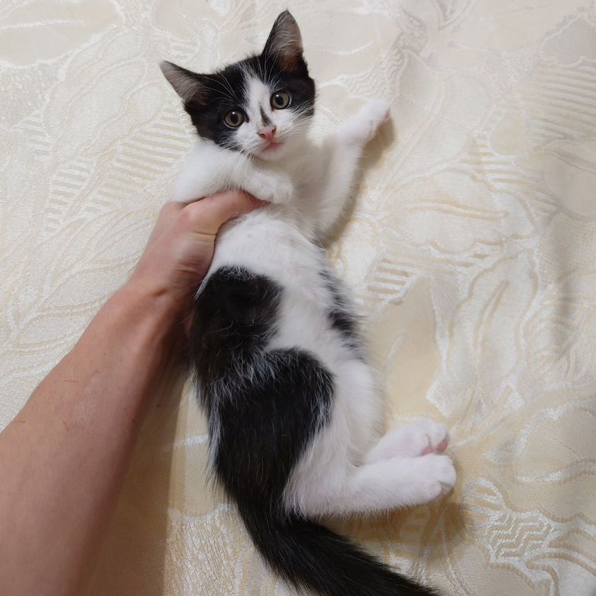 Отдам котенка в добрые руки
