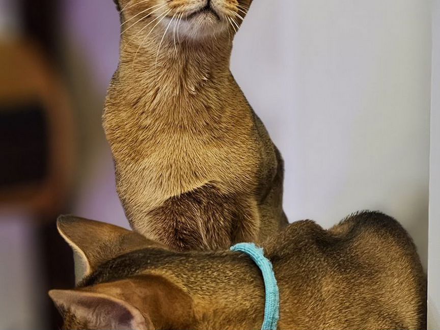 Абиссинская кошка