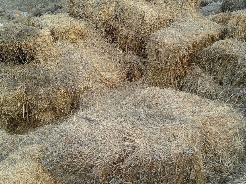 Солома под мульчу