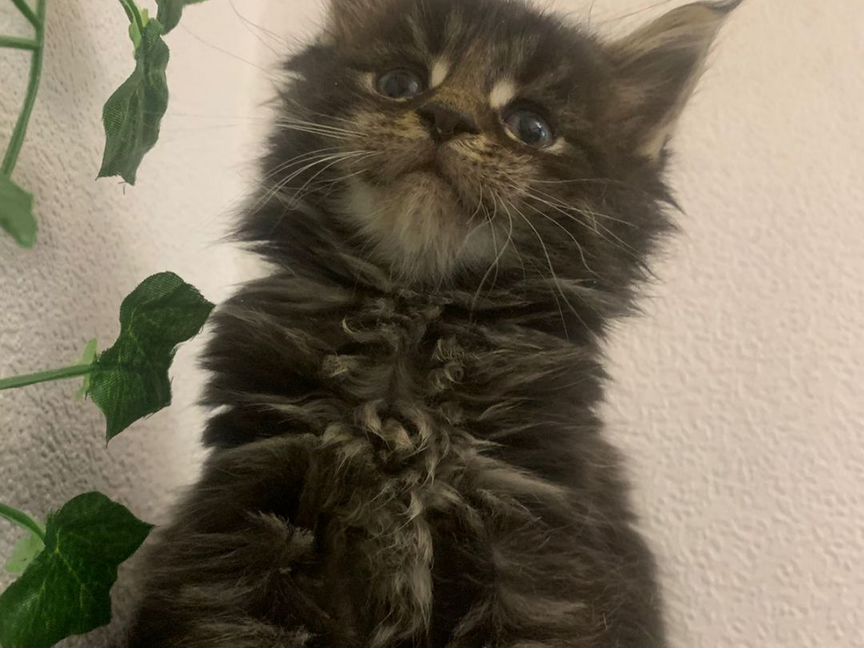 Котята мейн-кун(закрытие питомника)