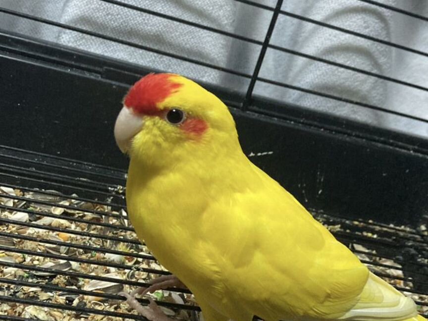 Попугай какарик