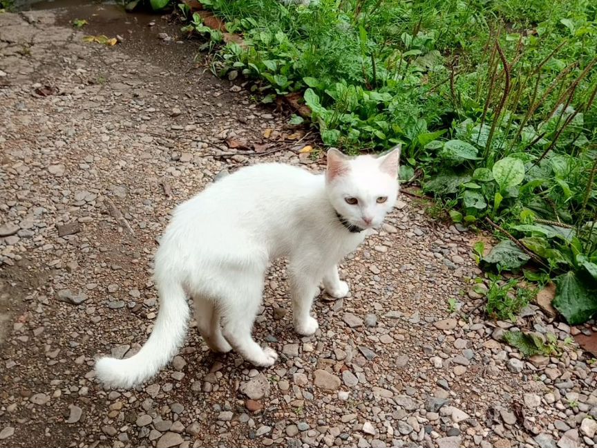 Котята в добрые руки бесплатно белые
