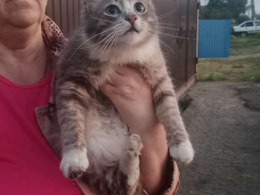 Маркиз в дар