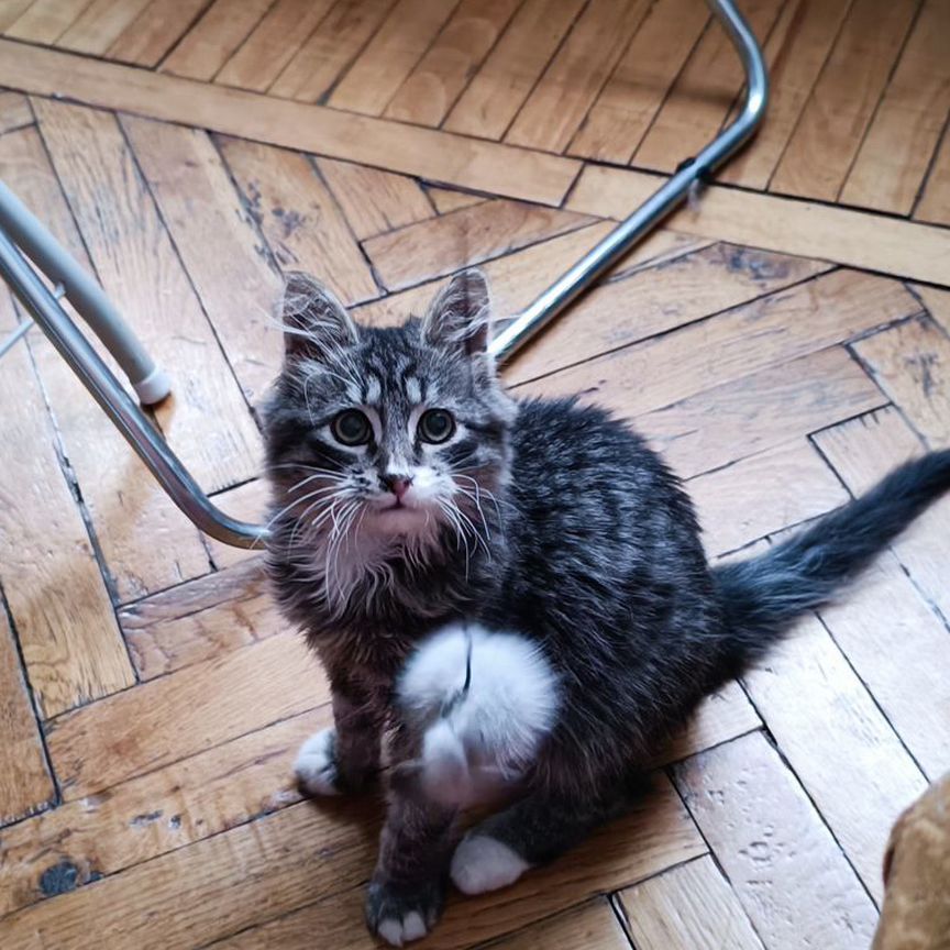 Котенок в добрые руки