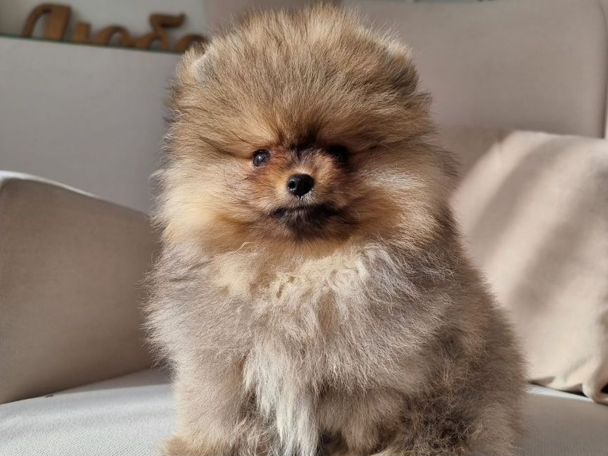 Померанский шпиц