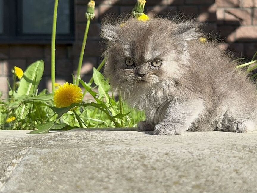 Шотландский котенок