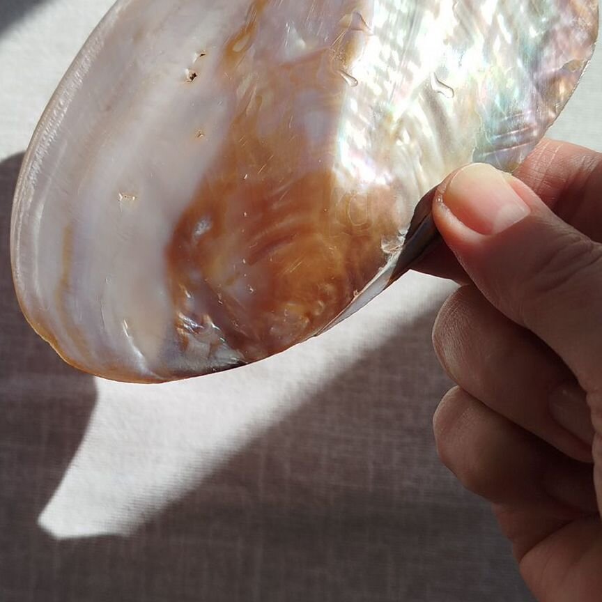 Ракушка мидии