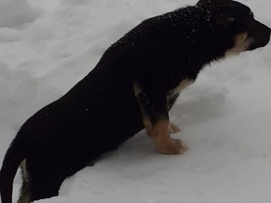 Щенки/собаки/сторожевая