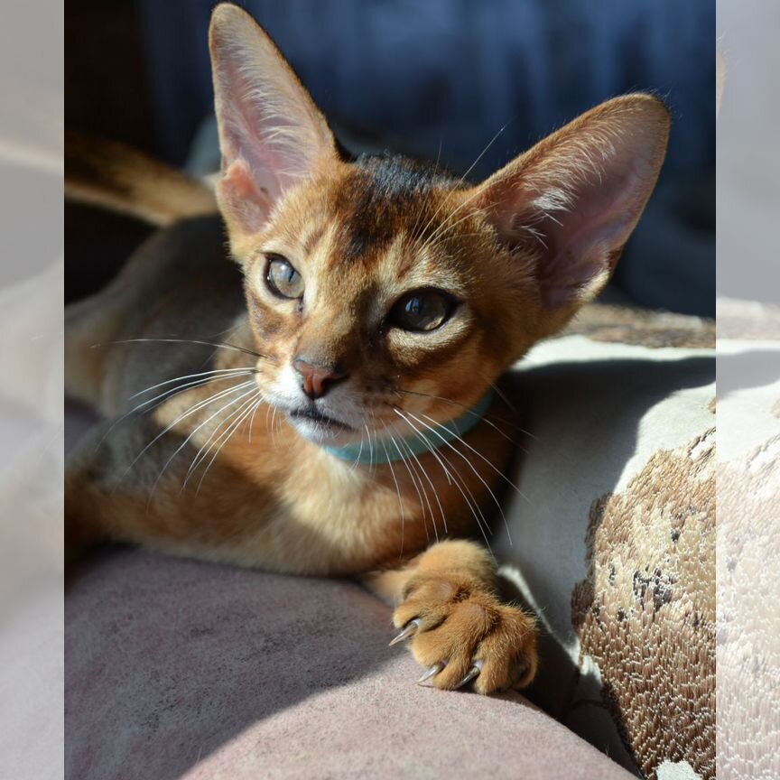 Абиссинский котёнок