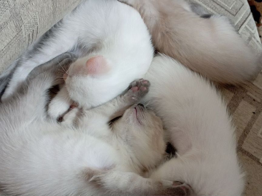 Тайские котята