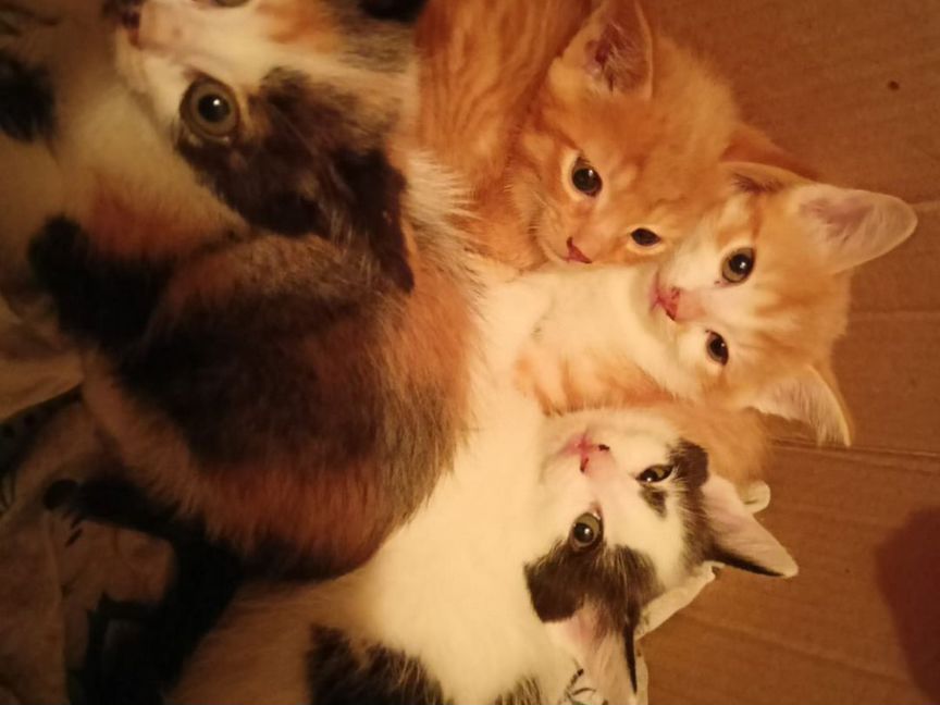 Котята рыжие и цветные- в добрые руки