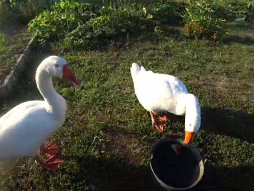 Гуси порода линда