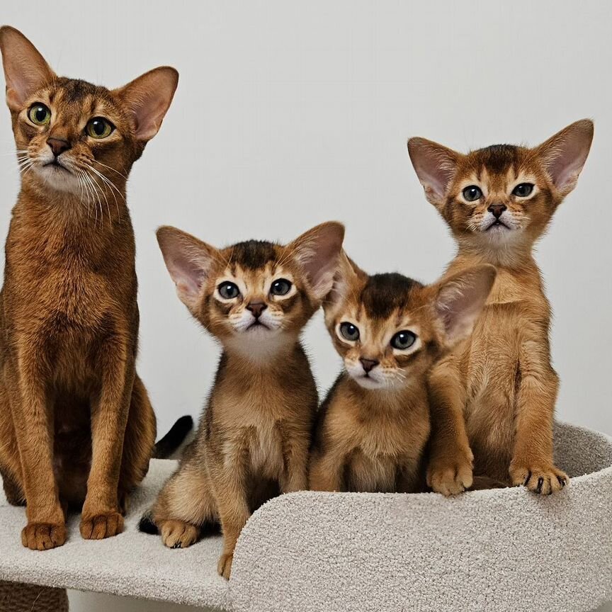 Абиссинский котёнок
