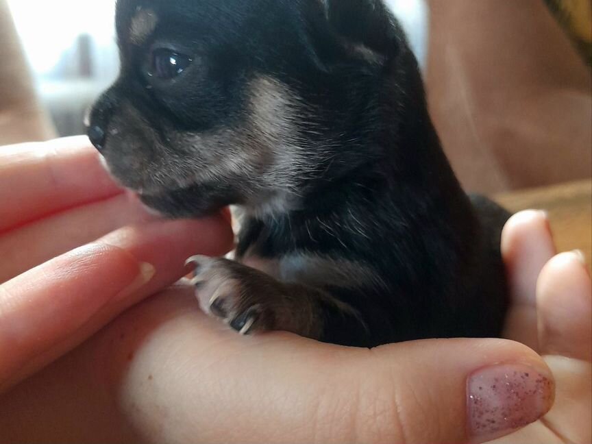 Щенки чихуахуа