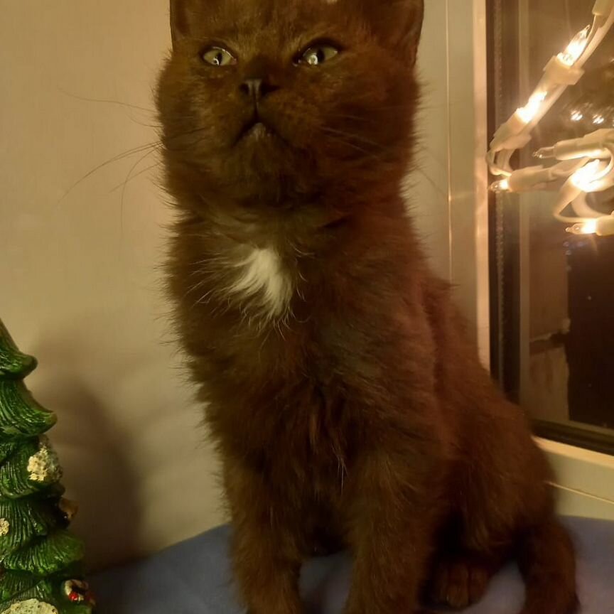 Чернышка Боня в добрые руки