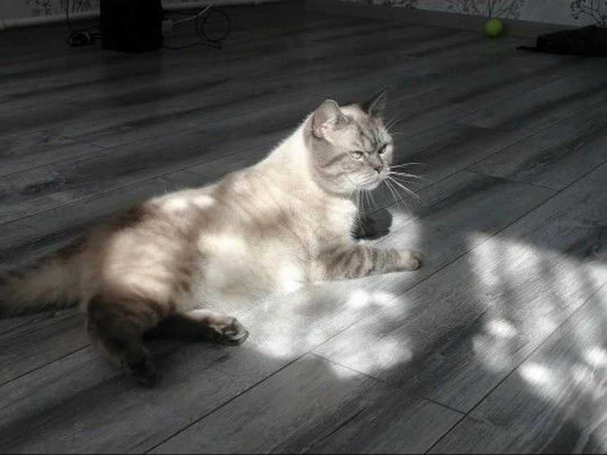 Тайский кот