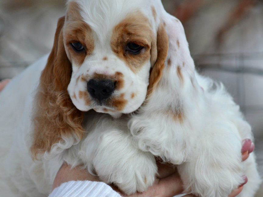 Амкокер девочка