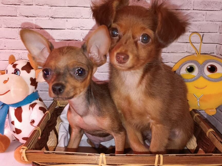 Той-терьер мальчики