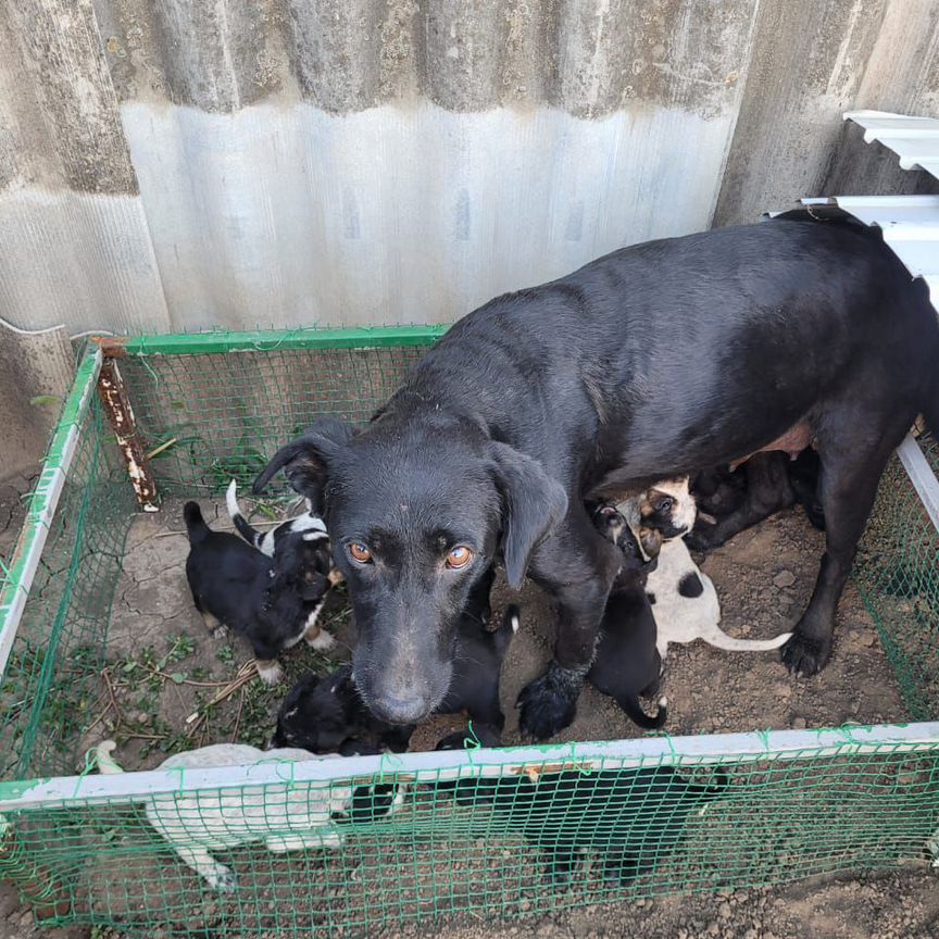 Щенок в добрые руки