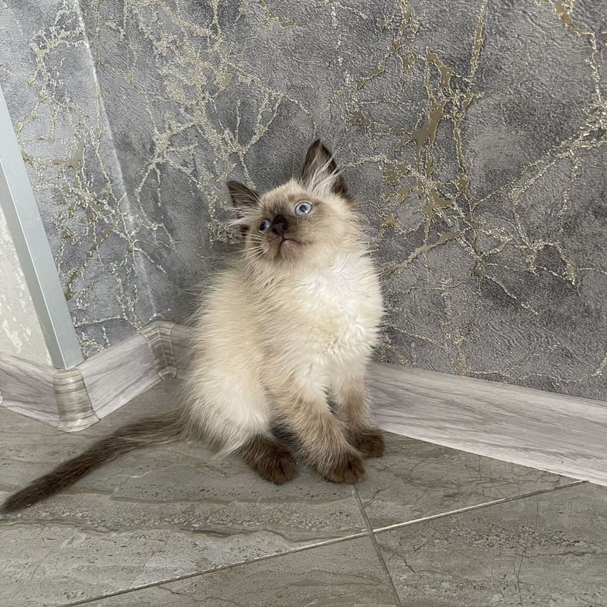 Невский котик сил поинт