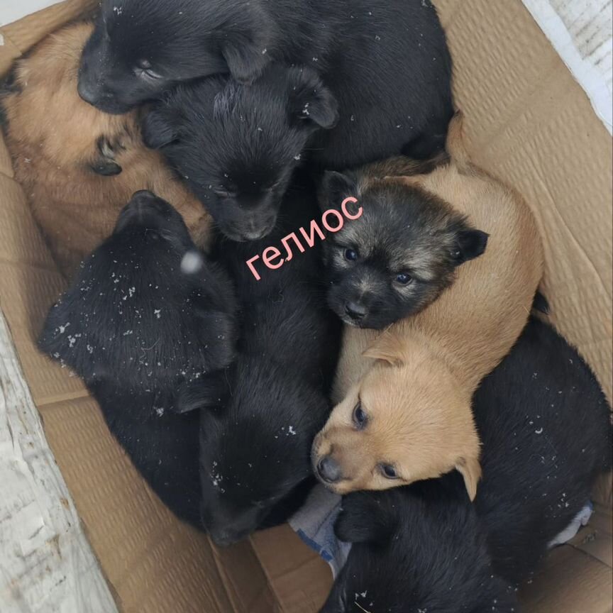 Щенки дом передержка