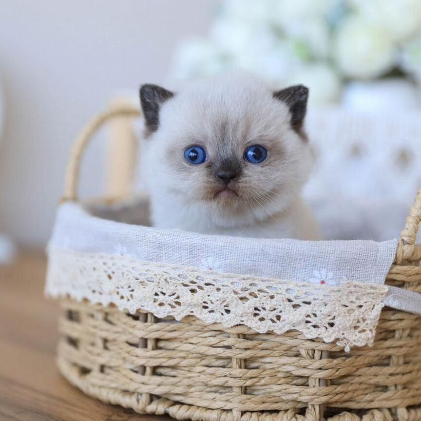 Британские котята