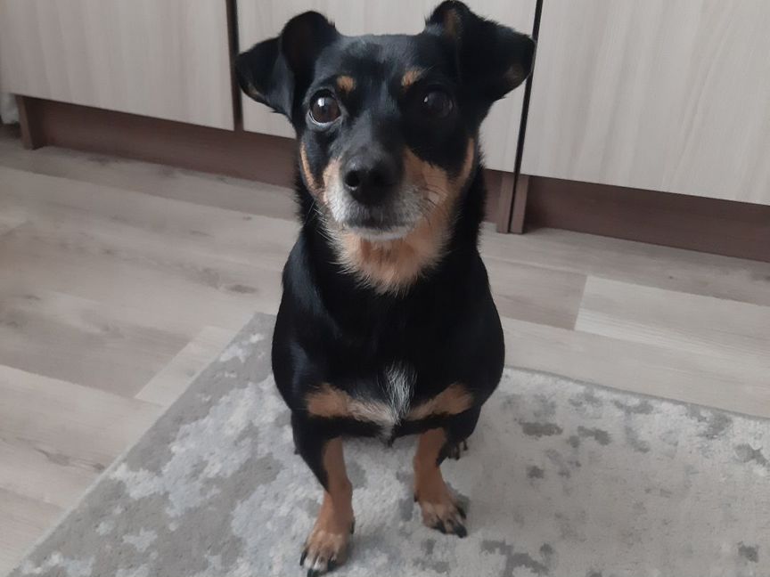 Собака в добрые руки