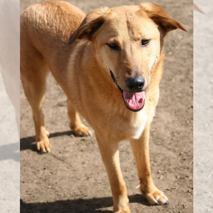 Собака в добрые руки