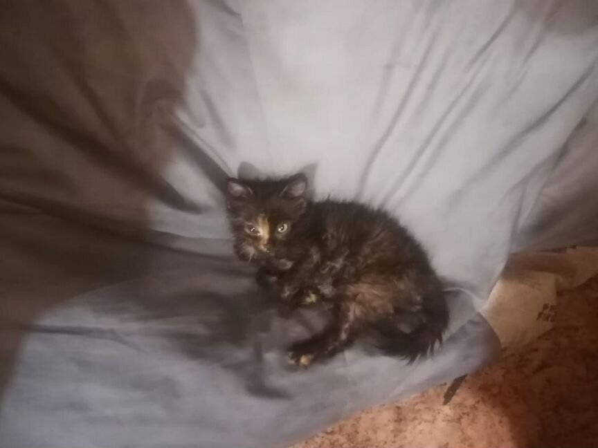 Котенок девочкк