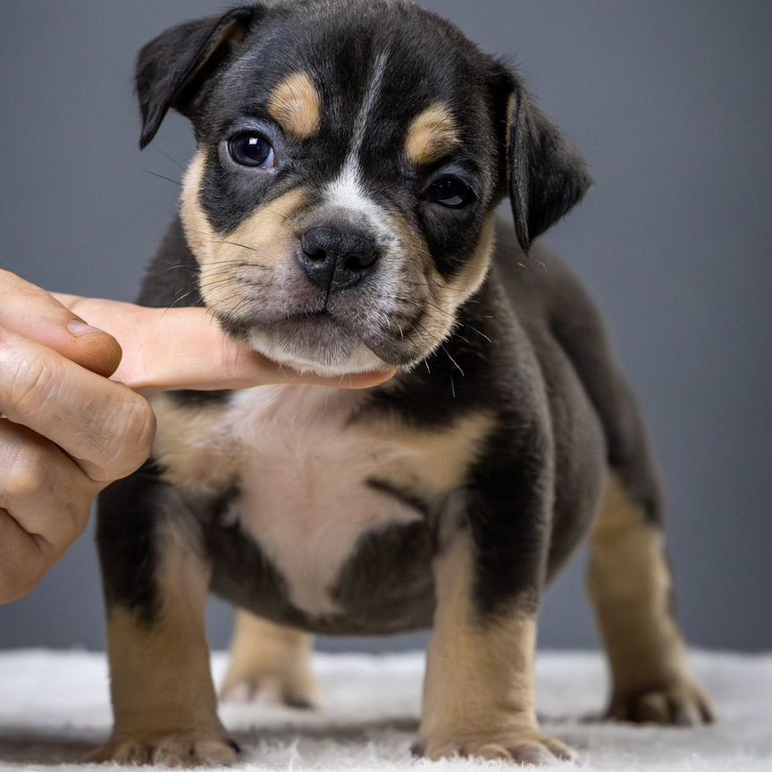 Американский булли, щенок